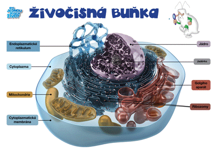 Struktura buňky :: Aloe-forever